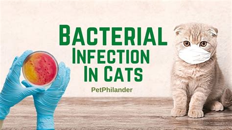 Bacterial Infection In Cats Symptoms Causes Diagnosis And Treatment