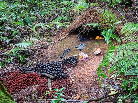 17 Best Images About Bower Birds On Pinterest Coins Blue And Purple