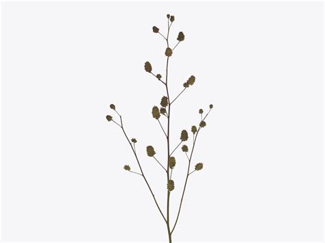 Glycyrrhiza Varieties Global Flowers Club