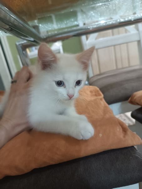 Отдам котёнка мальчик 2 месяца Тел 89089008705 Подслушано Новая Ляля ♔ ВКонтакте