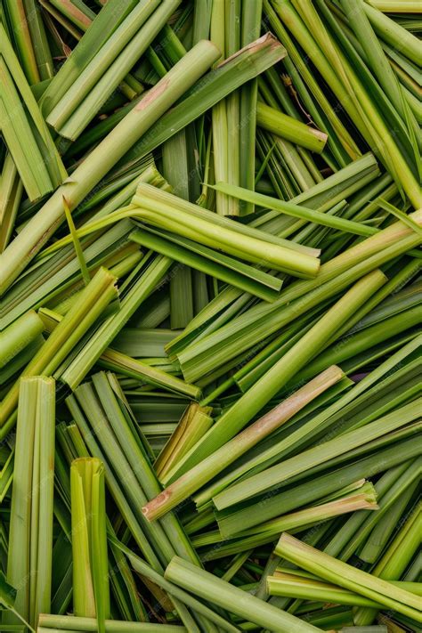 Lemongrass Texture Background Cymbopogon Pattern Barbed Wire Grass