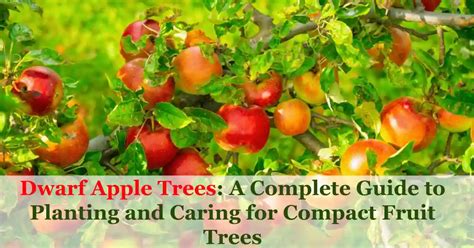 Dwarf Apple Trees A Complete Guide To Planting And Caring For Compact Fruit Trees