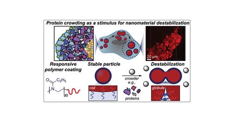 Macromolecular Crowding As An Intracellular Stimulus For Responsive Nanomaterials Journal Of