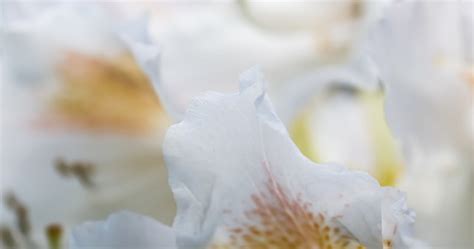 부드러운 초점 추상적 인 꽃 배경 흰색 진달래 꽃잎 휴일 브랜드 디자인을 위한 매크로 플라워 배경 0명에 대한 스톡 사진 및