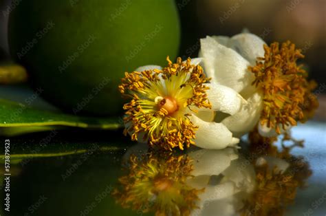 Calophyllum Inophyllum Flower Fruit And Green Leaf A Large Evergreen