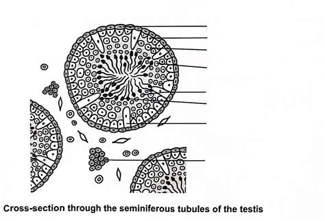 Diagram Of A Cross Section Through The Seminiferous Tubules Diagram