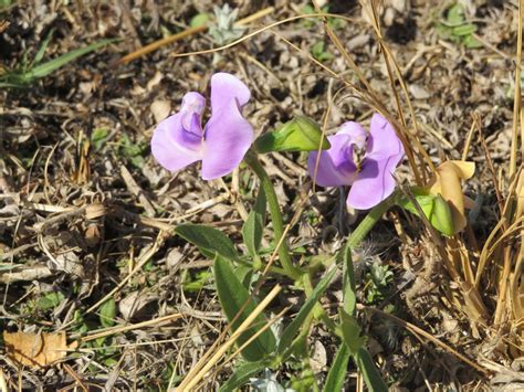 Vigna Vexillata Wild Sweetpea Wilde Ertjie