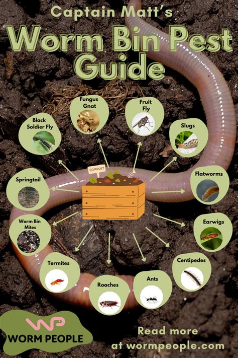 How To Manage Pest In Your Worm Bin · Worm People