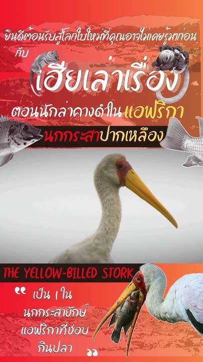 นกกระสาปากเหลือง 1 ในนักล่าหมอคางดำที่แอฟริกา Youtube