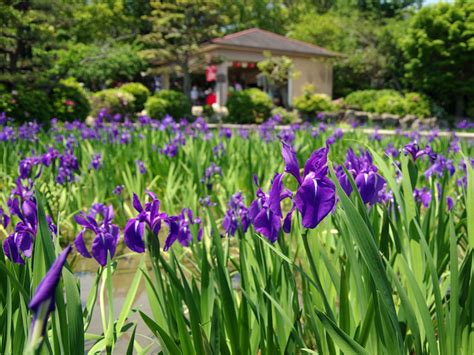 史跡八橋かきつばたまつり イベント情報 愛知県知立市公式観光サイト知立観光ナビ