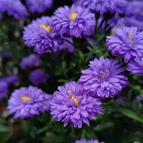 심기용 아스터 씨앗 사계절 사용 가능 심기 쉬운 블랙아이드 수잔 꽃 개화기간 긴 자홍색 자두 씨앗 발코니 화 Temu
