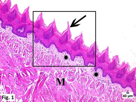 The Dorsal Surface Of The Tongue Has Many Papillae And Is Covered By A Download Scientific