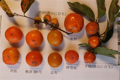柿いろいろ 猪名川万葉植物園四季の写真
