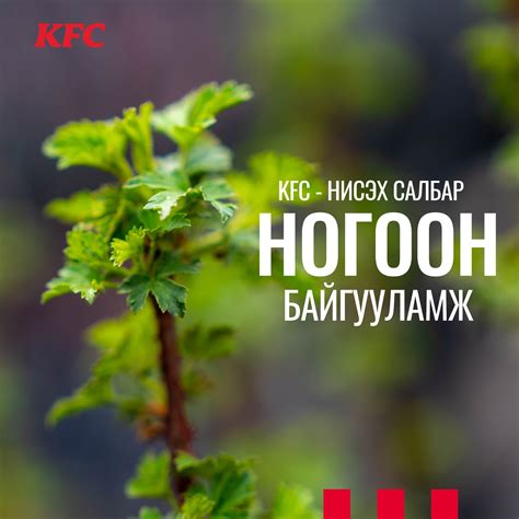 Kfc Kfc Нисэх салбараа ногоон байгууламжаар ДҮҮРГЭВ Аз