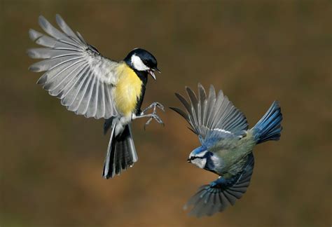 Koolmees Vogelskijken