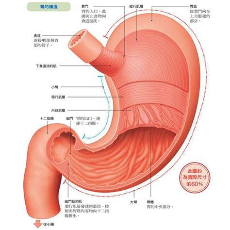 胃如何消化食物？哪些症狀可能是胃癌？圖解胃構造、解析胃癌成因一次看懂 華人健康網 專業即時優質的健康新聞及資訊分享平台業即時優質的健康
