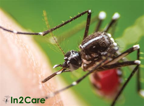 Eco Friendly Mosquito Trap And Profitable In2care Trap Target