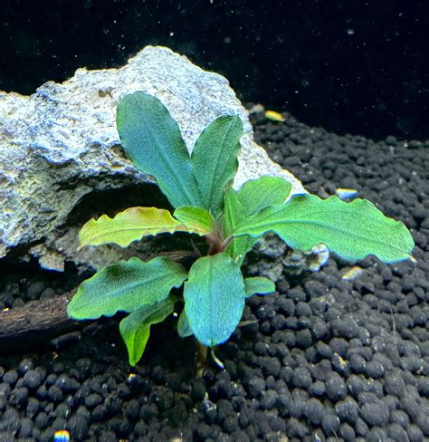 Bucephalandra Artemis Natural Environment Aquatix
