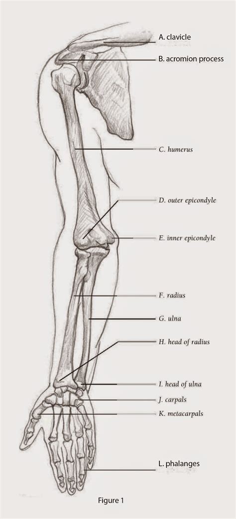 Drawings Depicting The Arm Front View