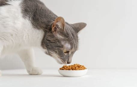 Chats sans poils caractère entretien et prix des chats nus