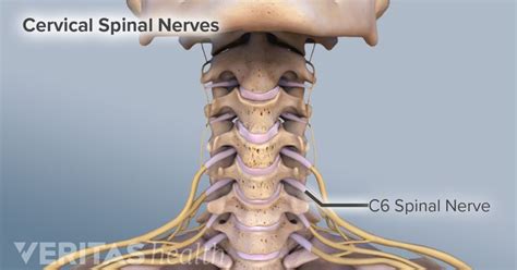 All About The C5 C6 Spinal Motion Segment Spinal Extensor Muscles Vertebral Artery