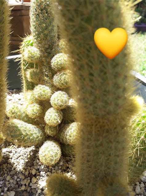 Monarca Plantas Más Hijitos Amarillitos Crecen Un