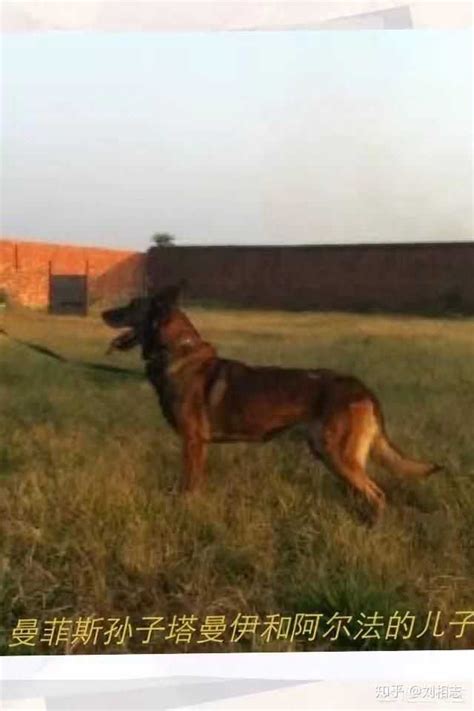 军犬和警犬有什么区别？ 知乎