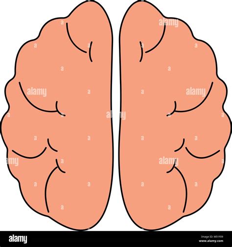 Human Brain Front View Icon Hnternal Organs Symbol Vector