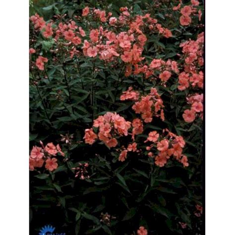 Høstfloks 'Orange Perfection' - Stauder - Plantetorvet.dk