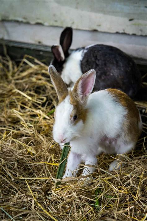 Complete Guide To The Best Hay For Rabbits Reviews More Every Bunny Welcome