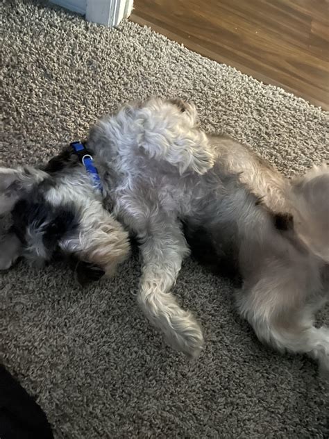 “please Just One Tummy Rub” R Eyebleach