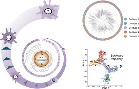 Phylovelo Enhances Transcriptomic Velocity Field Mapping Using