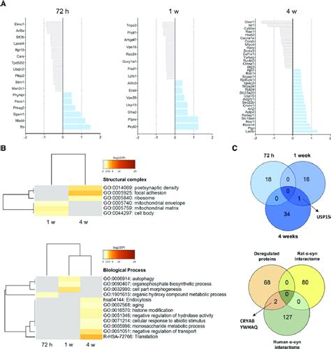 Protein Homeostasis Of Striatal Synaptosomes A Significantly Download Scientific Diagram