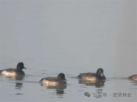 全球极危物种青头潜鸭首次现身青岚湖凤凰网江西 凤凰网