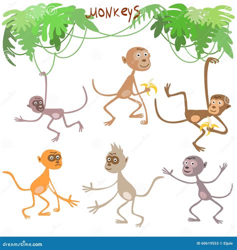 Monkeys Vector Set Stock Vector Illustration Of Banana 60619553