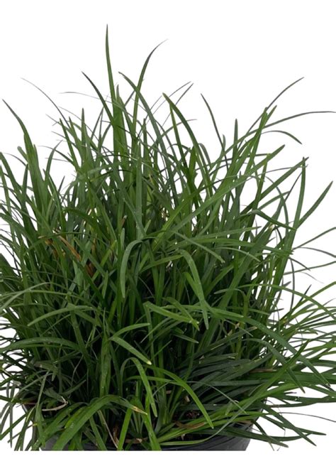 Ophiopogon Japonicus 1 Gallon The Garden Corner