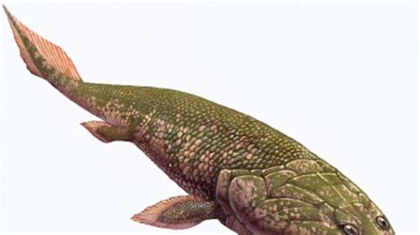 Panderichthys Youtube