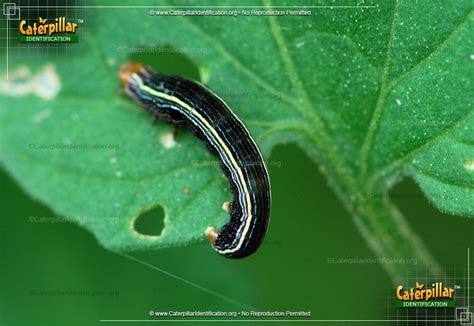 Armyworm Identification