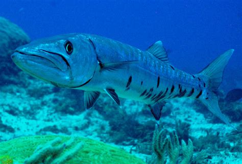 Barracuda Sphyraena Barracuda