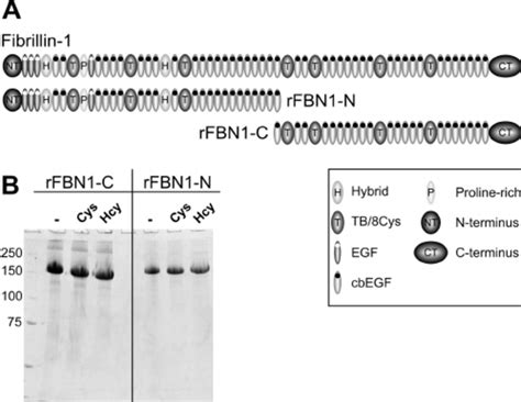 Fibrillin 1 Fragments Used In This Study A Schematic Overview Of The