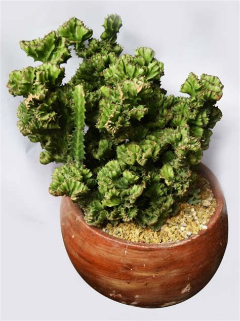 Euphorbia Lactea F Cristata World Of Succulents