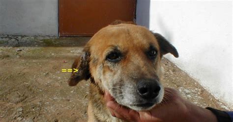 What Causes Cauliflower Ear In Dogs Dog Discoveries