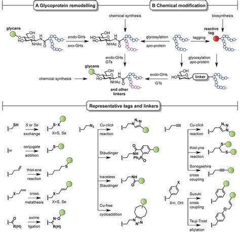 Chemoenzymatic Remodelling And Chemical Strategies For The In Vitro