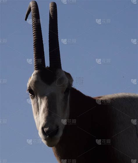 弯角羚羊 垂直画幅 天空 山 食草动物 巨大的 长角羚 户外 哺乳纲 撒哈拉沙漠
