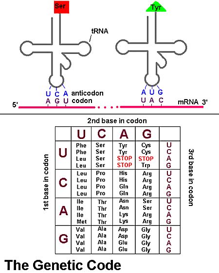 Science For Passion La Sintesi Delle Proteine Una Panoramica