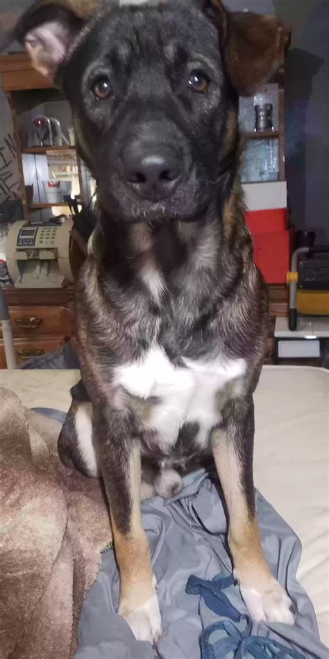 Dog Adoption In Tulsa Ok 74115 Belgian Shepherd Dog Trigger