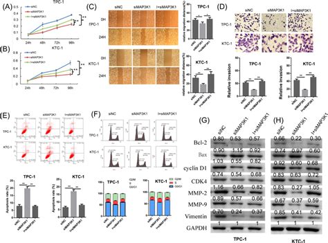 the effect of map3k1 on ptc cells is reversed by mir‐203a‐3p the