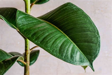 Ficus Elastica Rubber Tree Beginner Indoor Grow Tips
