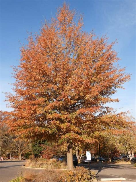Willow Oak Msd