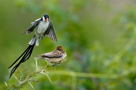 Vogelfotografie Zululand Fotoreise 3 Gehen Sie Mit Benny Rebel Auf Eine